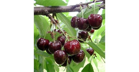 Swing Cseresznye Fiatal Konténeres Csemete Sajmeggy Alanyon