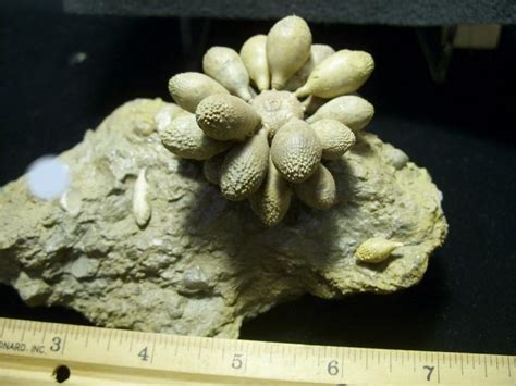 Rare Echinoid Fossil With Spines 030820m The Stones And Bones Collection
