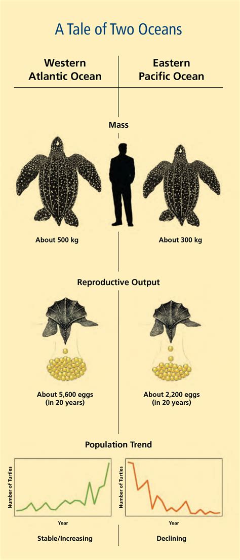 Leatherback Sea Turtle Size Comparison From Indonesia To California