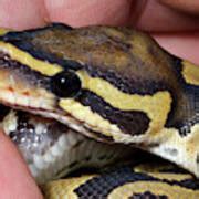 Ghost Royal Python Or Ball Python Photograph By Nigel Downer Fine Art America