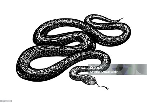 빈티지 스타일의 파이썬 뱀 또는 유독 한 독사 뱀 문신 스티커 또는 로고 또는 티셔츠에 대한 손으로 그린 오래된 파충류 스케치