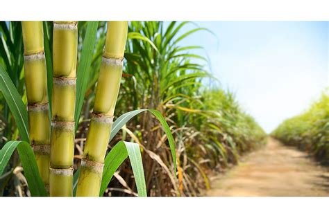 Dna Breakthrough May Increase Sugar Cane Production Food Business News