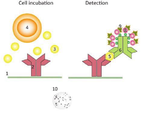 Principle Of Enzyme Linked Immuno Spot Elispot Assay Used In Papers I