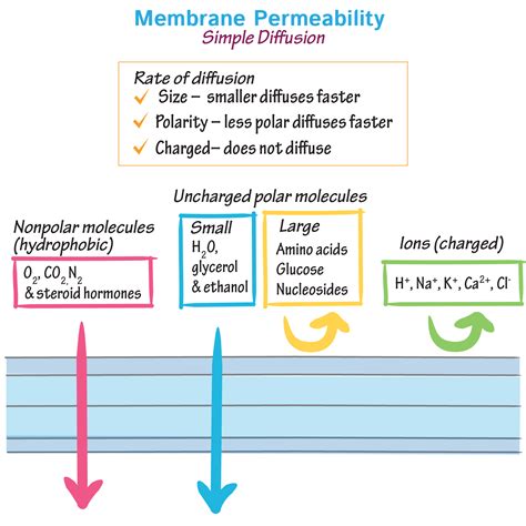 Cell Transport Flow Chart Answer Key Educational Chart Resources
