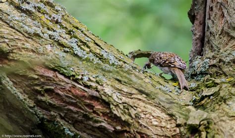 Treecreeper Bird Photo Gallery Rozenek Com