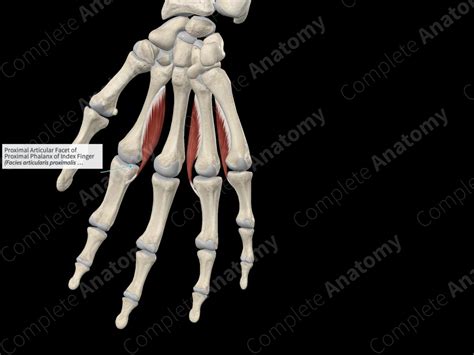 Proximal Articular Facet Of Proximal Phalanx Of Index Finger Complete Anatomy