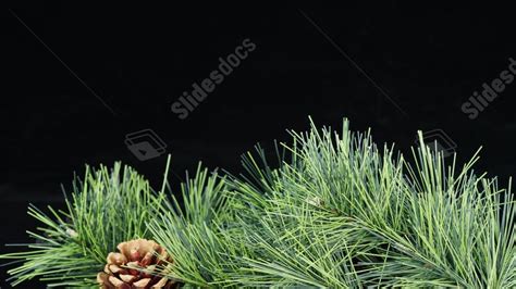 Tree Spring Fresh Flowers Floral Forest Light Spot Stamen Branches Halo Branch Powerpoint