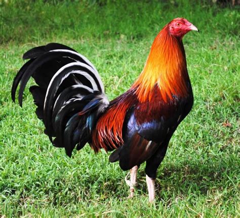 17 Best Images About Cock Roosters On Pinterest