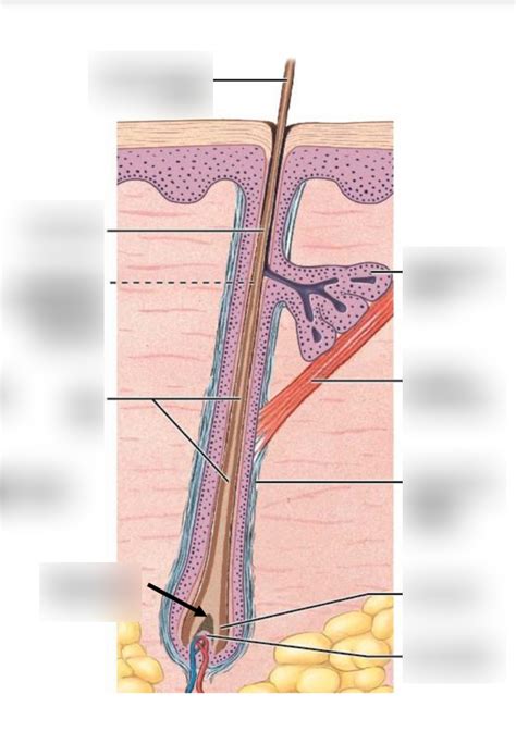 Ch 4 Diagram Quizlet