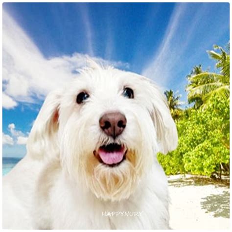 강아지가 쳐다보는 이유 강아지 아이컨택 네이버 블로그