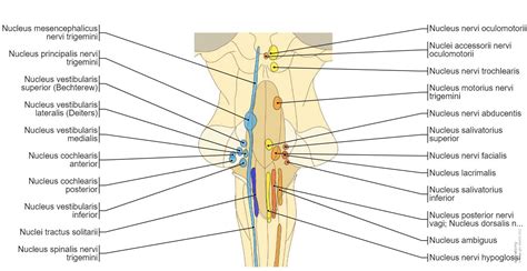 Gehirndiagramm Unbeschriftet Lateral