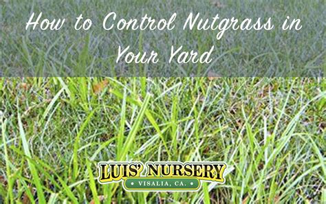How To Control Nutgrass In Your Yard Luis Nursery Visalia California