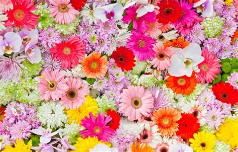 Gerbera Daisy Wallpapers Top Free Gerbera Daisy Backgrounds