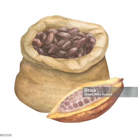 곡물 씨앗 밀가루 코코아 씨앗이 있는 가루 코코아 열매를 자른 캔버스 가방의 수채화 그림 고립된 손으로 그린 그림 가루로 빻은에 대한 스톡 벡터 아트 및 기타 이미지