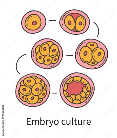 Embryo Culture At In Vitro Fertilisation Ivf Transfer Cleavage And