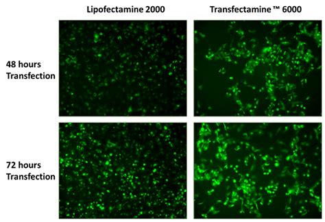Transfectamine™ 6000 Crispr Transfection Reagent Aat Bioquest