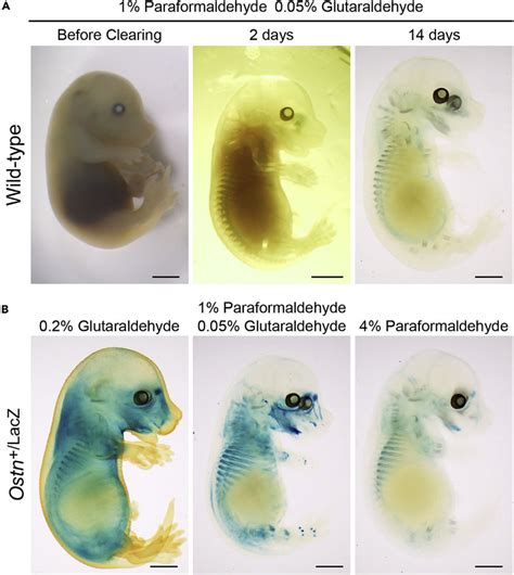 Appearance Of E15 5 Embryos After Fixation Or Clearing According To The Download Scientific