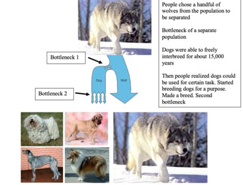Comparative Genetics Exam 1 Flashcards Quizlet