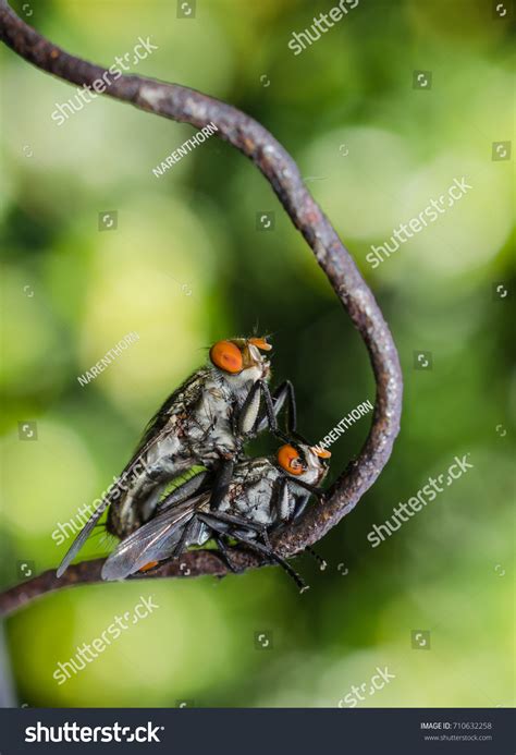 Flies Having Sexbackground Bokehpropagation Flies Stock Photo 710632258 Shutterstock