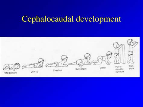 Ppt Physical Development In Infancy Powerpoint Presentation Id242878