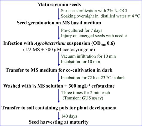 Schematic Representation Of Optimized In Planta Transformation Protocol Download Scientific