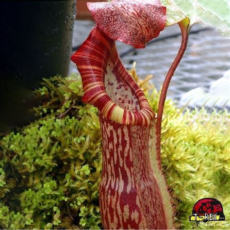 Compre A Exótica Nepenthes Thorelli X Rafflesiana Uma Planta Carnívora Única