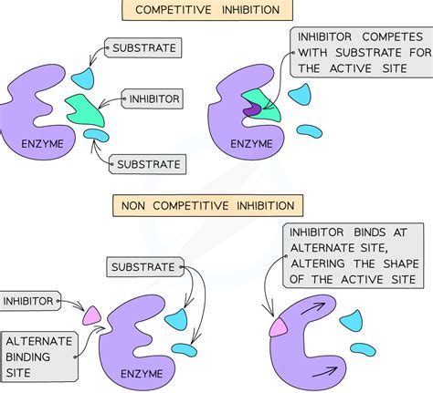 Enzyme Inhibition And Types Of Enzyme Inhibitors Best