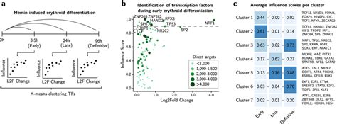 Temporal Tfs During Normal Erythroid Differentiation A A Schematic Download Scientific