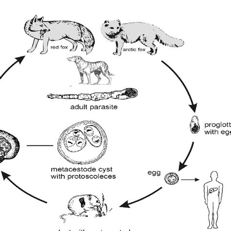 Life Cycle Of Echinococcus Granulosus Complex Of Genotypes Frequently Download Scientific