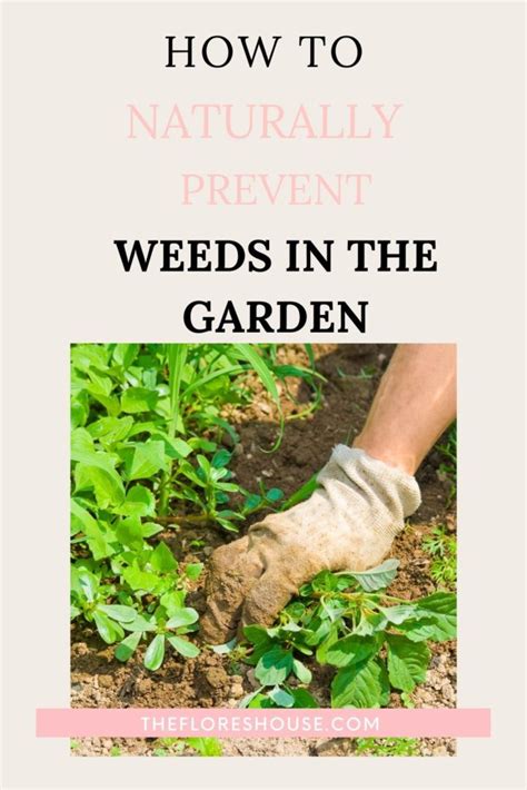 Prevent Weeds In The Vegetable Garden Naturally