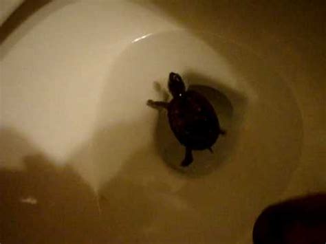 Turtle In My Toilet Youtube