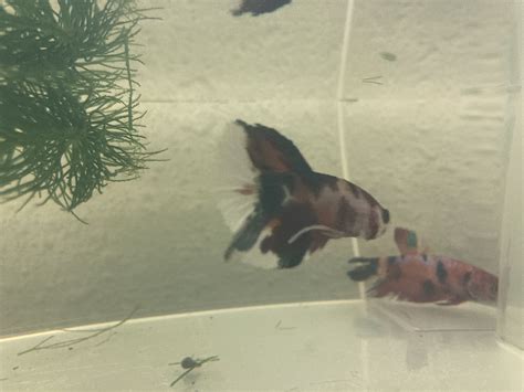 Why Does My Female Betta Play Dead Betta Fish Forum