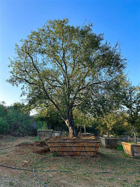 Tree Nursery Big Trees Nursery