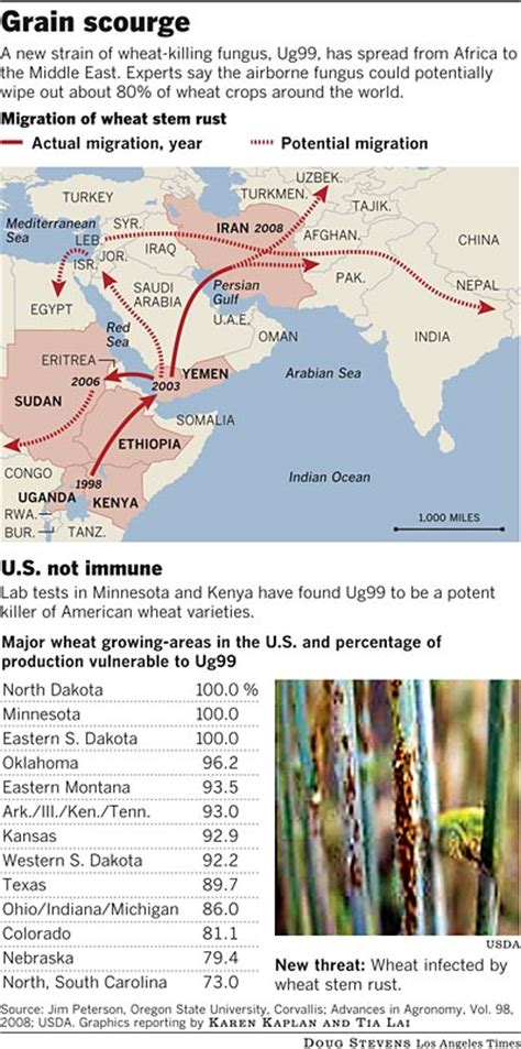 Wheat Rust Infinite Unknown