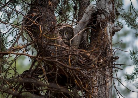 Great Gray Owl Habitat