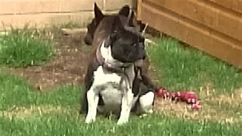 Reverse Cowgirl Doggy Style Youtube