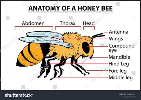 Anatomy Of Honey Bee Parts Of Honey Bee A Royalty Free Stock Vector 2183459691