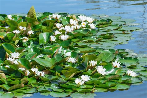 Lily Pad Roots A Unique And Essential Component Of Wetland Habitats