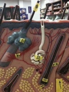 Integumentary Lab Models Flashcards Quizlet