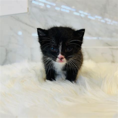 시도 비숑프리제분양가 유기견 미니비숑 웰시코기분양 스피츠 요크셔테리어분양 먼치킨고양이 노르웨이숲고양이분양 강아지무료분양 유기견무료분양 유기묘입양 유기묘무료분양