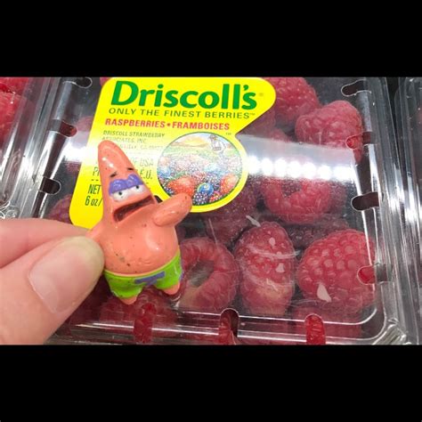 Biological Collection Photo Blog Aggregate Fruit