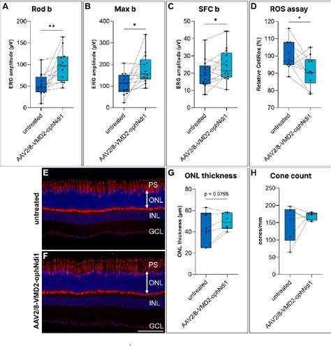 Figure 3 From Rpe Directed Gene Therapy Improves Mitochondrial Function In Murine Dry Amd Models