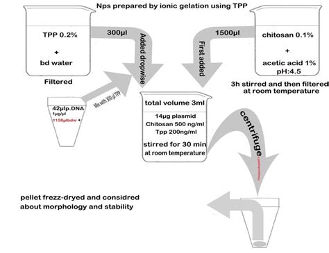 Schematic Figure Of Chitosan Pdna Nanoparticle Synthesis By Ionic Download Scientific Diagram