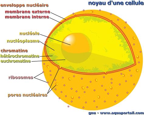 Noyau Définition Et Explications