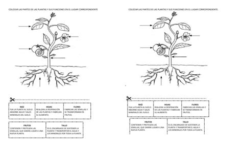 Partes Y Funciones De La Planta 2 Pdf