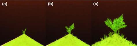 Freezing Singularities In Water Drops Physics Of Fluids Aip Publishing