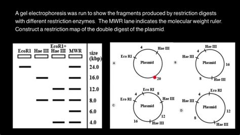Mapping Of Restriction Sites On Plasmid Dna Nikolays Genetics Lessons