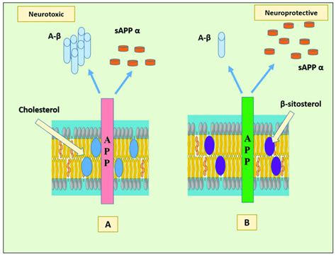 A Membrane Cholesterol Favors β Secretase Cleavage Of App By Direct Download Scientific