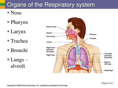 PPT Organs Of The Respiratory System PowerPoint Presentation Free