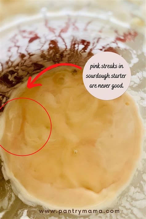 How To Share Sourdough Starter [illustrated Guide] The Pantry Mama